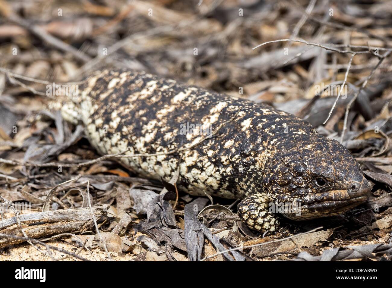 The Shingleback (Tiliqua rugosa) is a slow-moving heavily built lizard ...