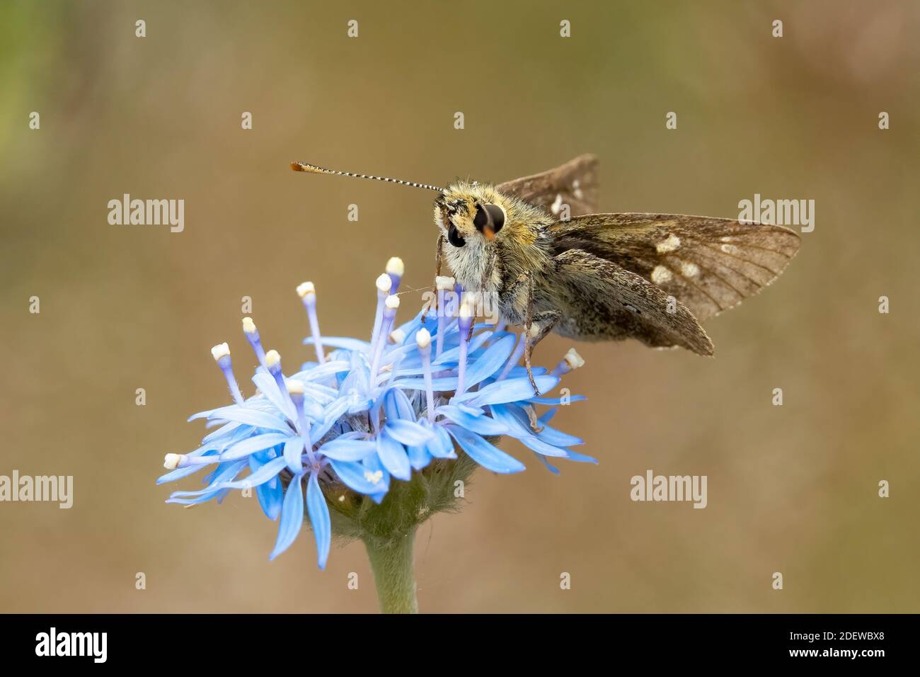 White spot skipper hi-res stock photography and images - Alamy