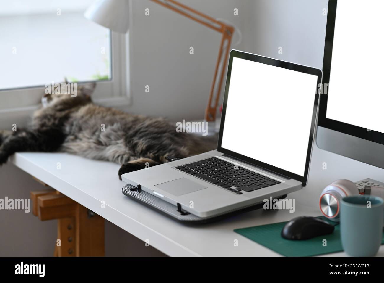 Simple workspace with blank screen computer, laptop and cat on white ...