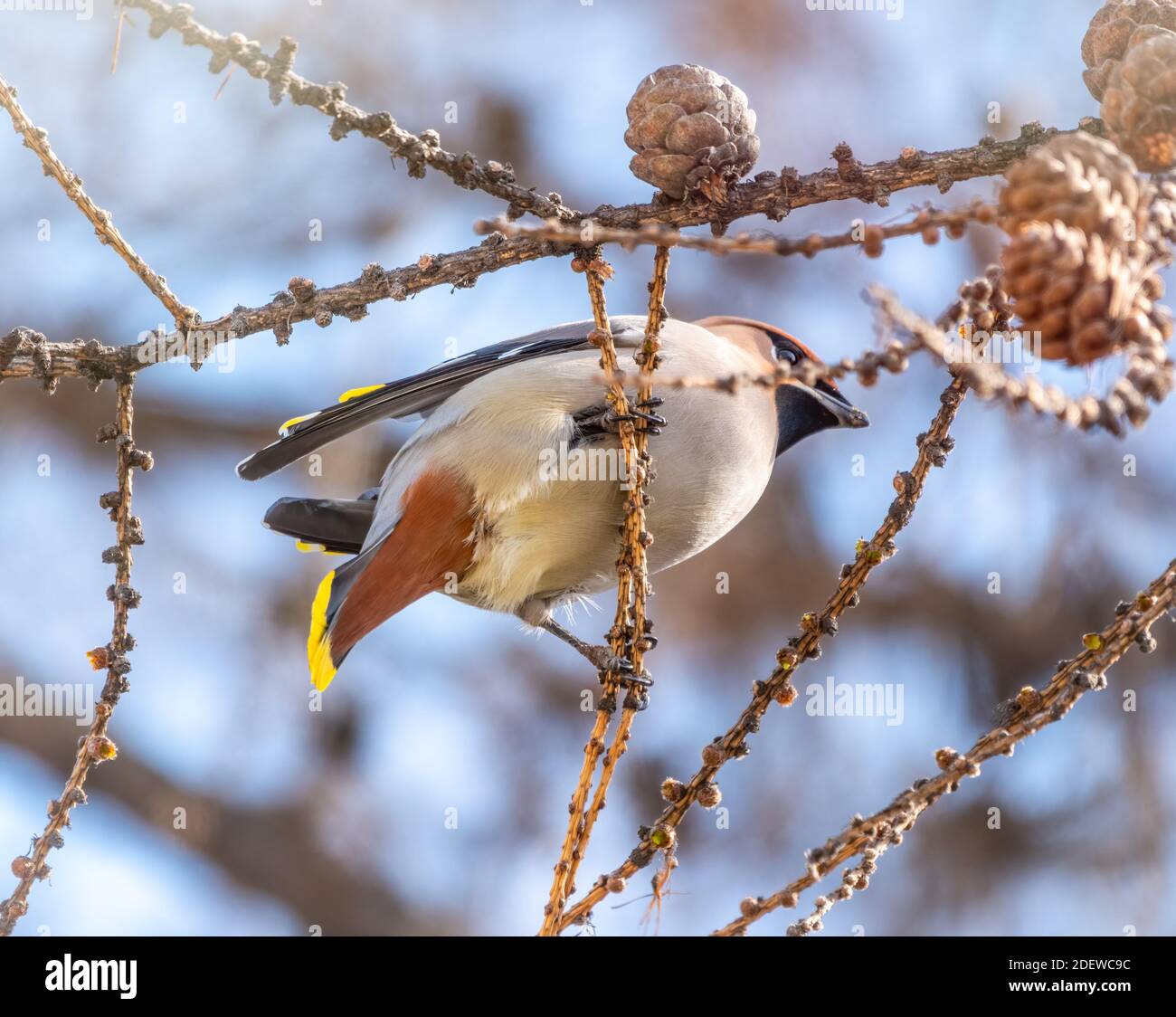 Bohemian waxwing, a beautiful tufted bird, sits on a larch branch in ...