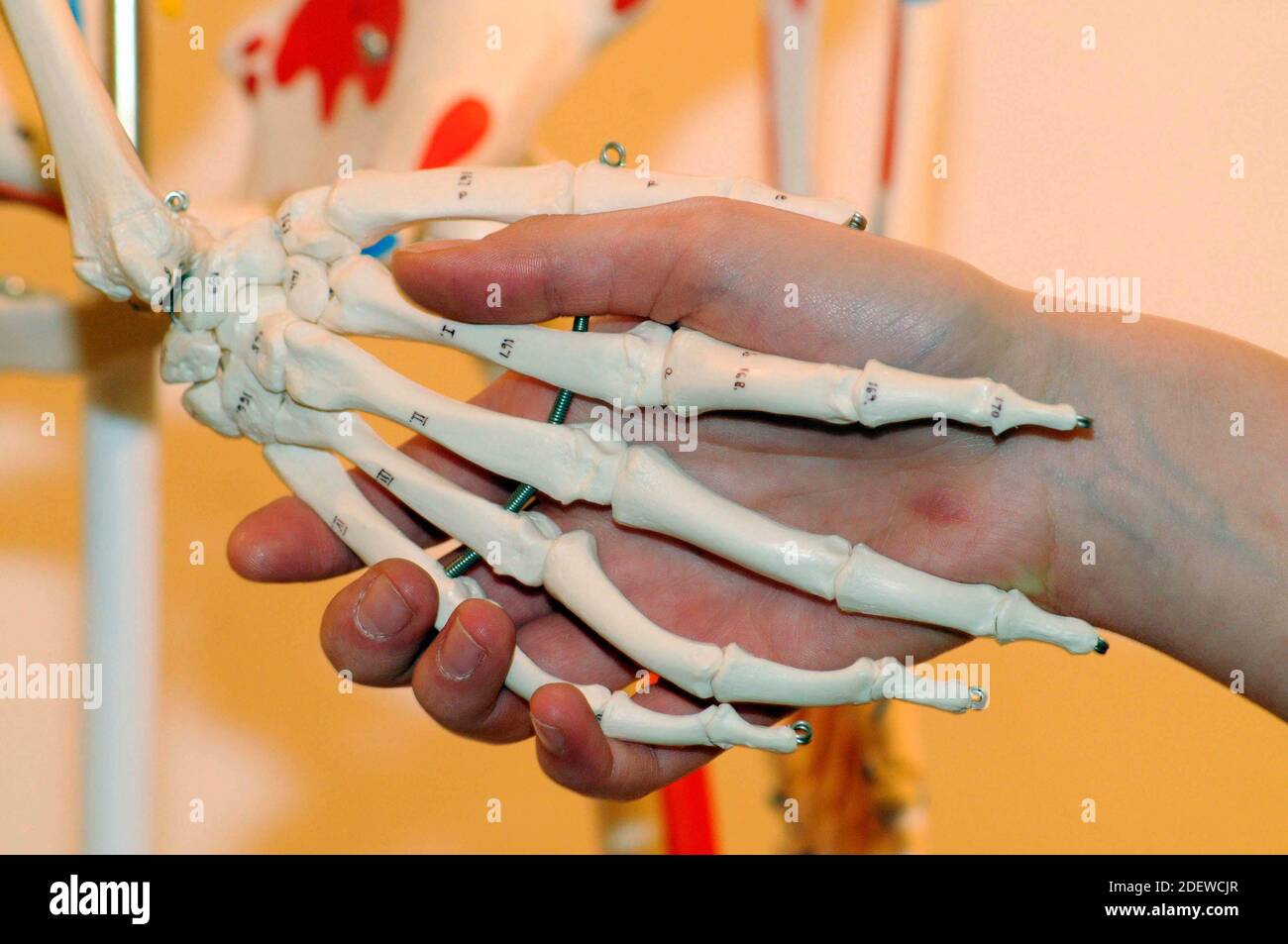 shaking hand with a human skeleton, white bones, hands closeup Stock ...