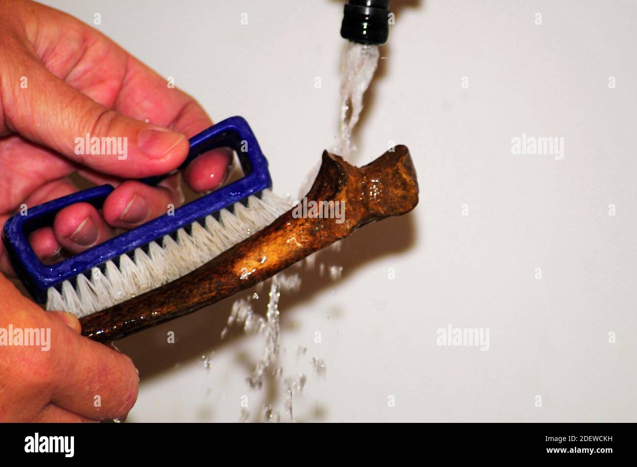 bone of a human body, washing and cleaning with water Stock Photo - Alamy