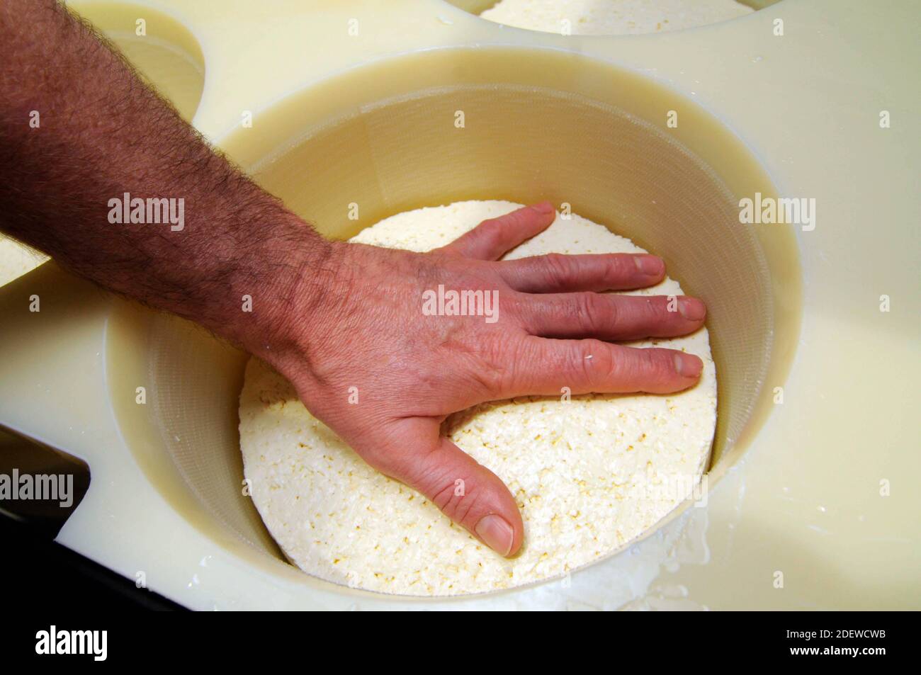 quality control with hand in the industrial cheese and food production ...