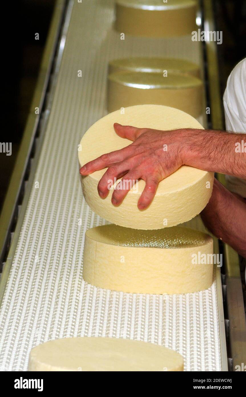 cheese loaf on a conveyor belt in the industrial cheese and food ...