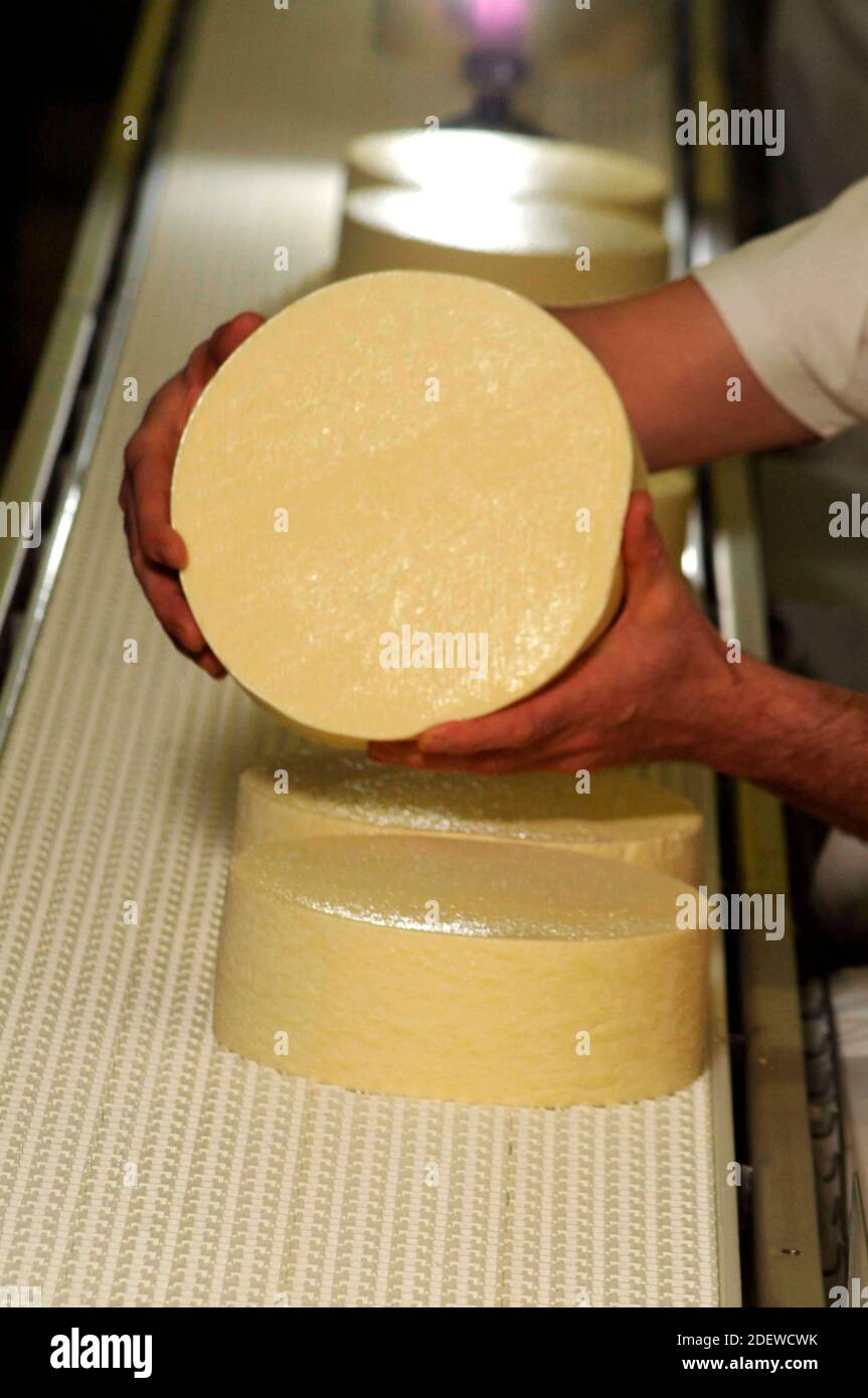 quality control with hand in the industrial cheese and food production ...