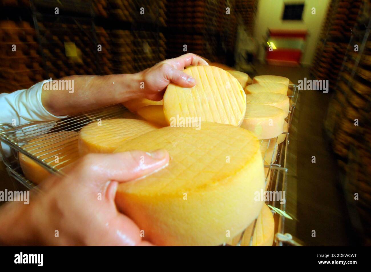 quality control in the process of cheese ripening in industrial food ...
