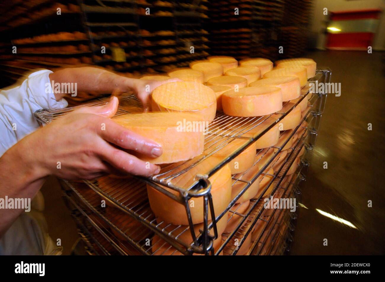 quality control in the process of cheese ripening in industrial food ...