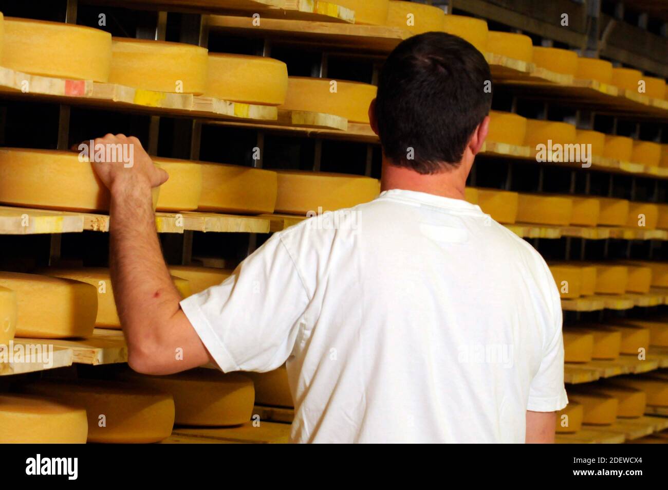 master cheese maker in industrial food production walks through a hall ...