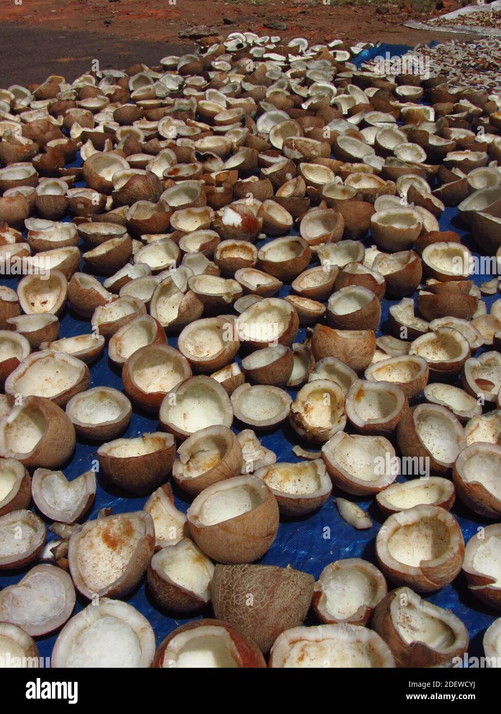 many cut in half coconuts laying on a blue tarp Stock Photo - Alamy
