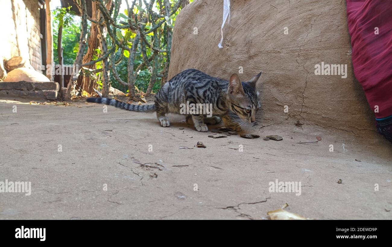 Cute black and brown cat eating food Stock Photo - Alamy