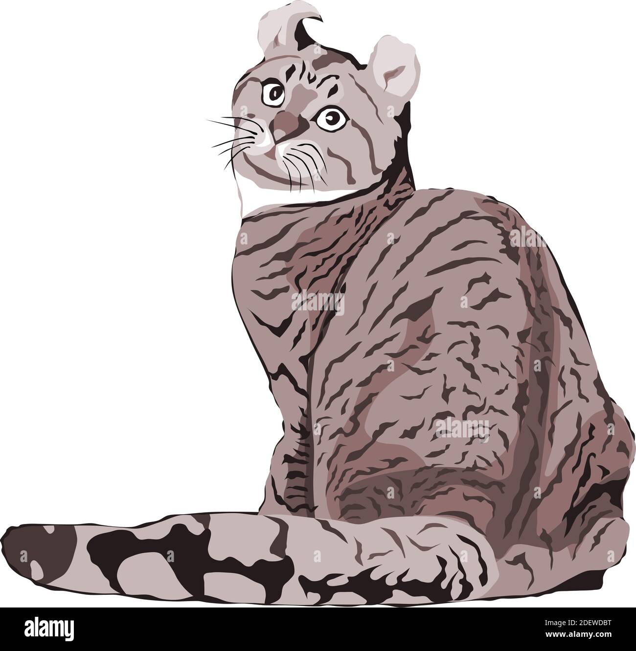 Vector drawing of a tabby cat Stock Vector Image & Art - Alamy