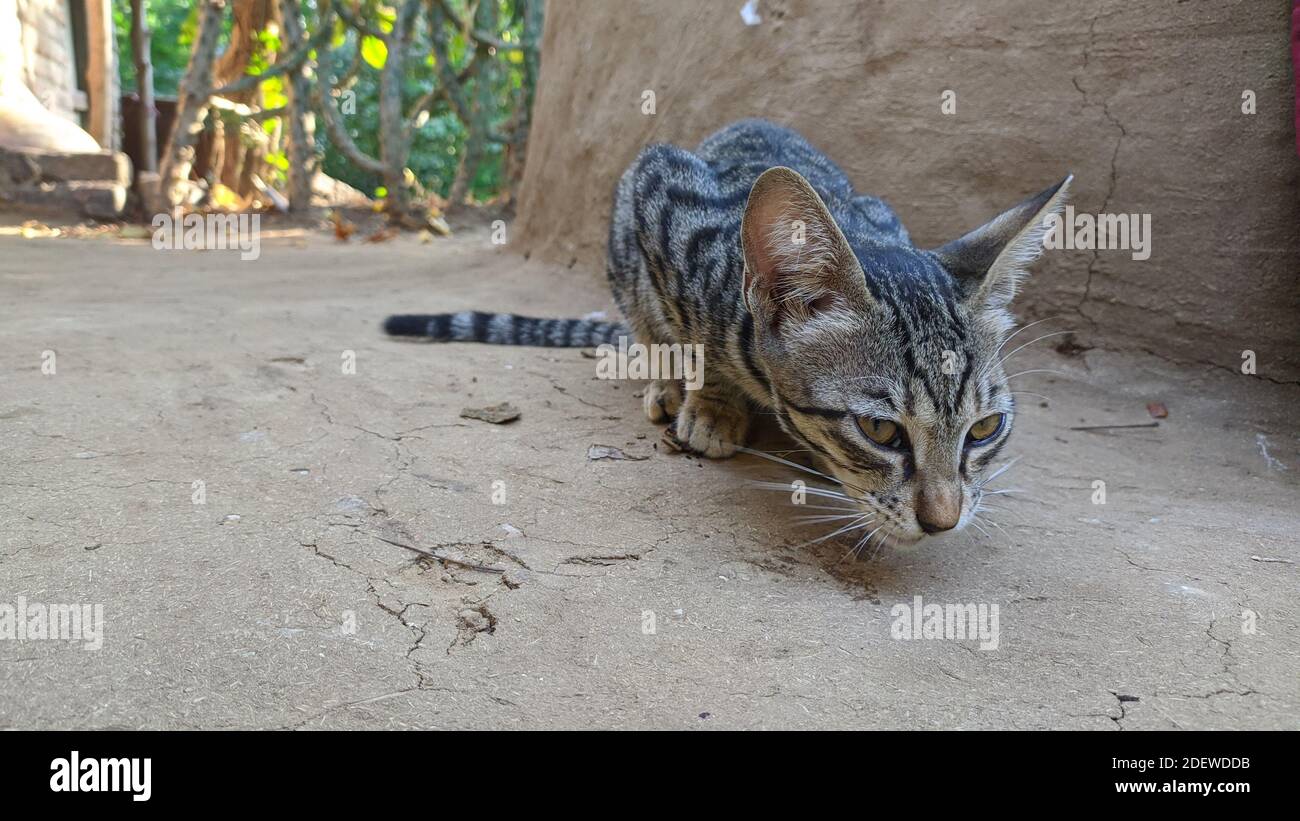 Cute black and brown cat eating food Stock Photo - Alamy