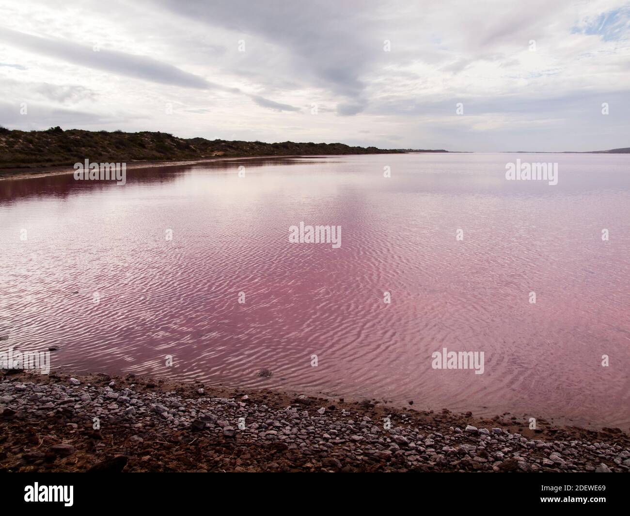 The pink waters of Hutt Lagoon near Port Gregory, Western Australia ...