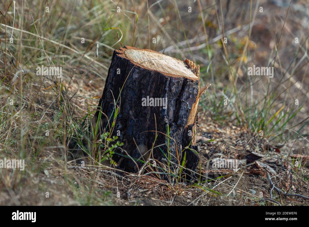 Stump of young pine tree, danger to environment, nature Stock Photo - Alamy