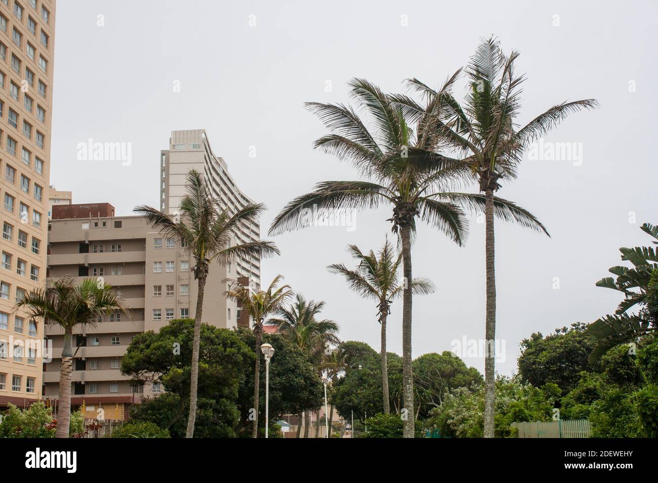 Palm trees growing amongst tall residential buildings Stock Photo - Alamy