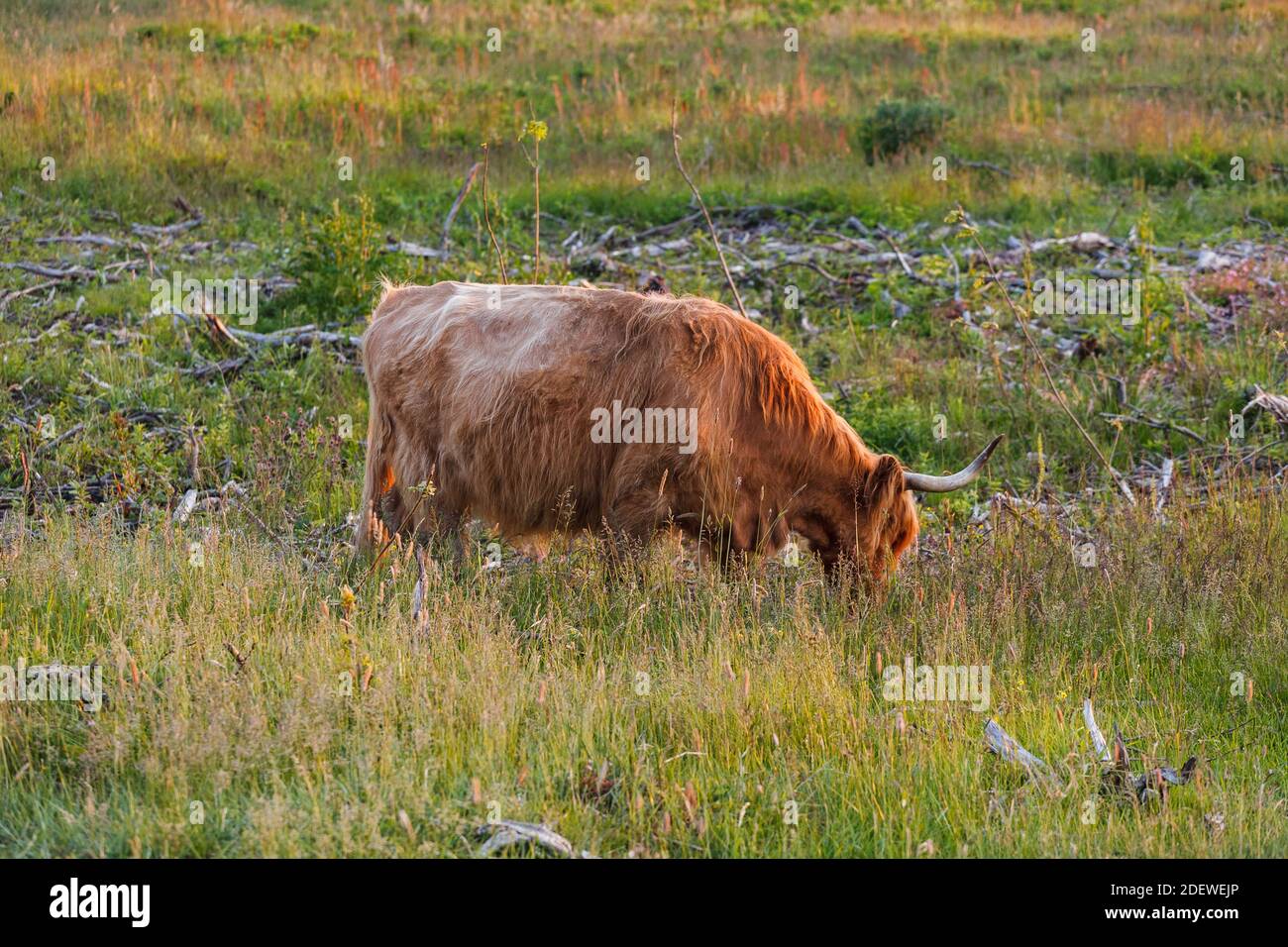 Highland cow graze hi-res stock photography and images - Alamy