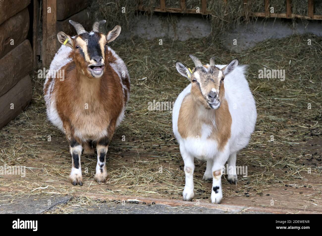 Snapshot of two short-legged house goats: the darker one bleats and the ...