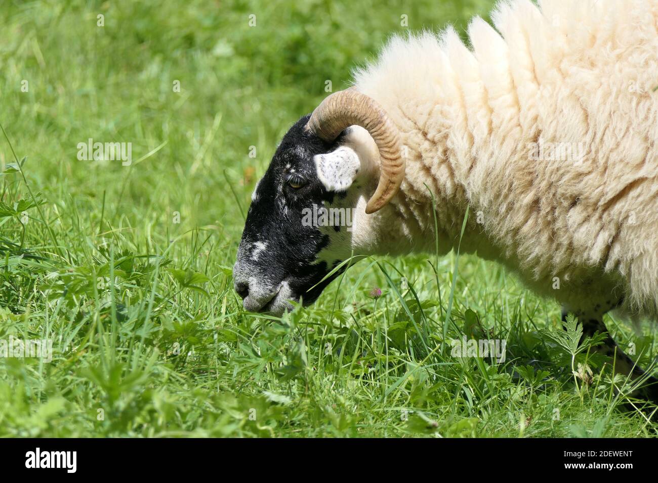 Scottish sheep grazing hi-res stock photography and images - Alamy