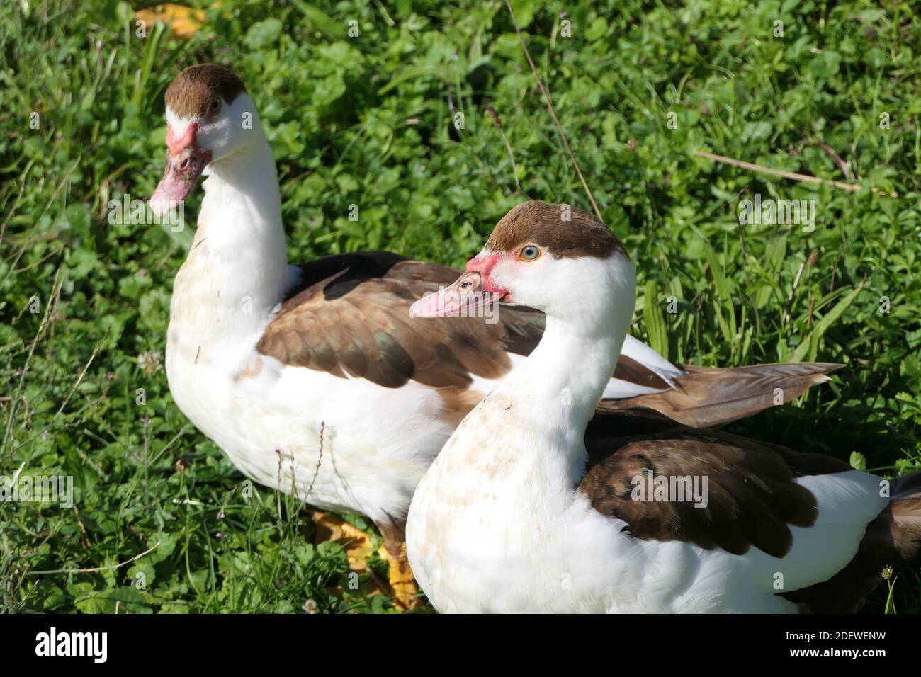 Female muscovy ducks hi-res stock photography and images - Alamy