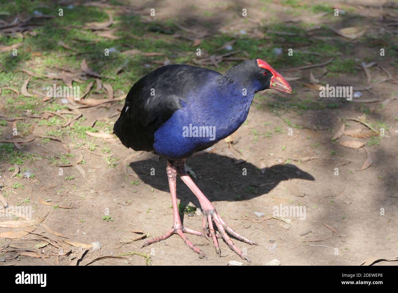 Hen sized hi-res stock photography and images - Alamy