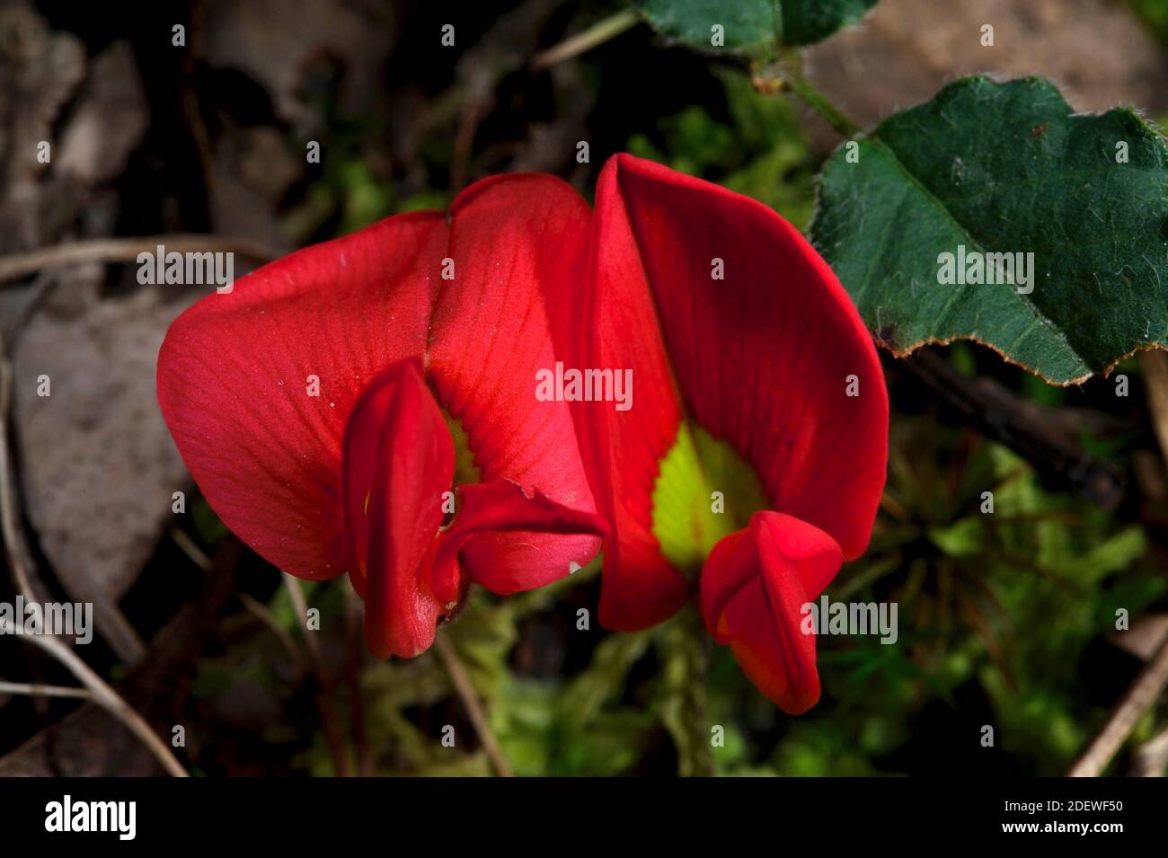 A pair of Running Postmen ( Kennedia Prostrata) flowers - their bright ...