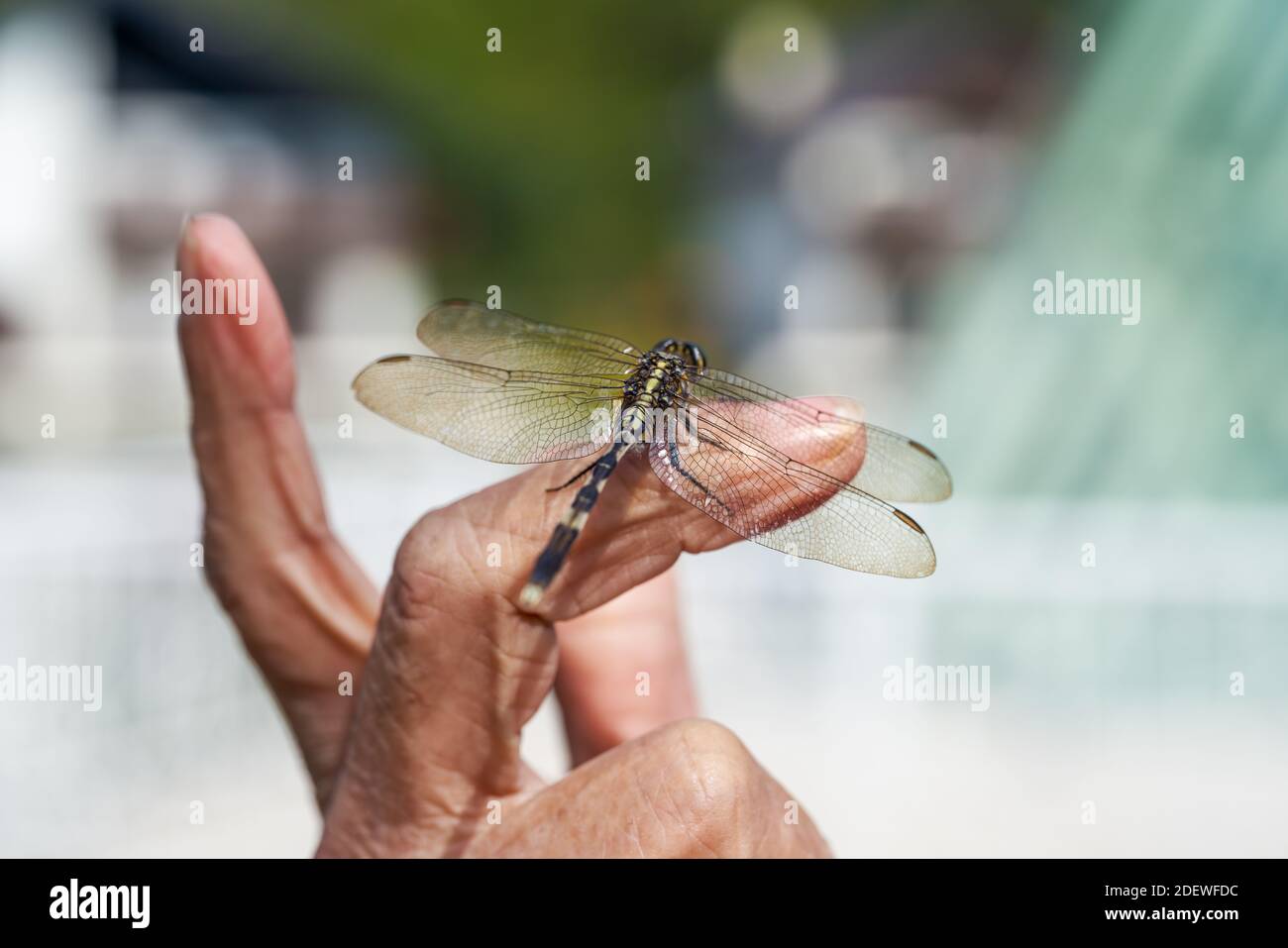 Wing structure of a dragonfly hi-res stock photography and images - Alamy