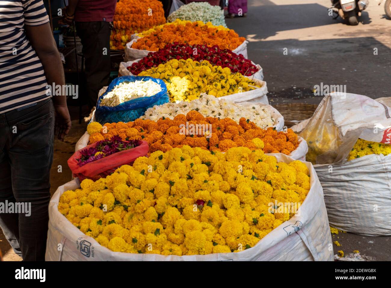 Goa India 11 November 2020 Marigold (Genda) flowers on display at the ...