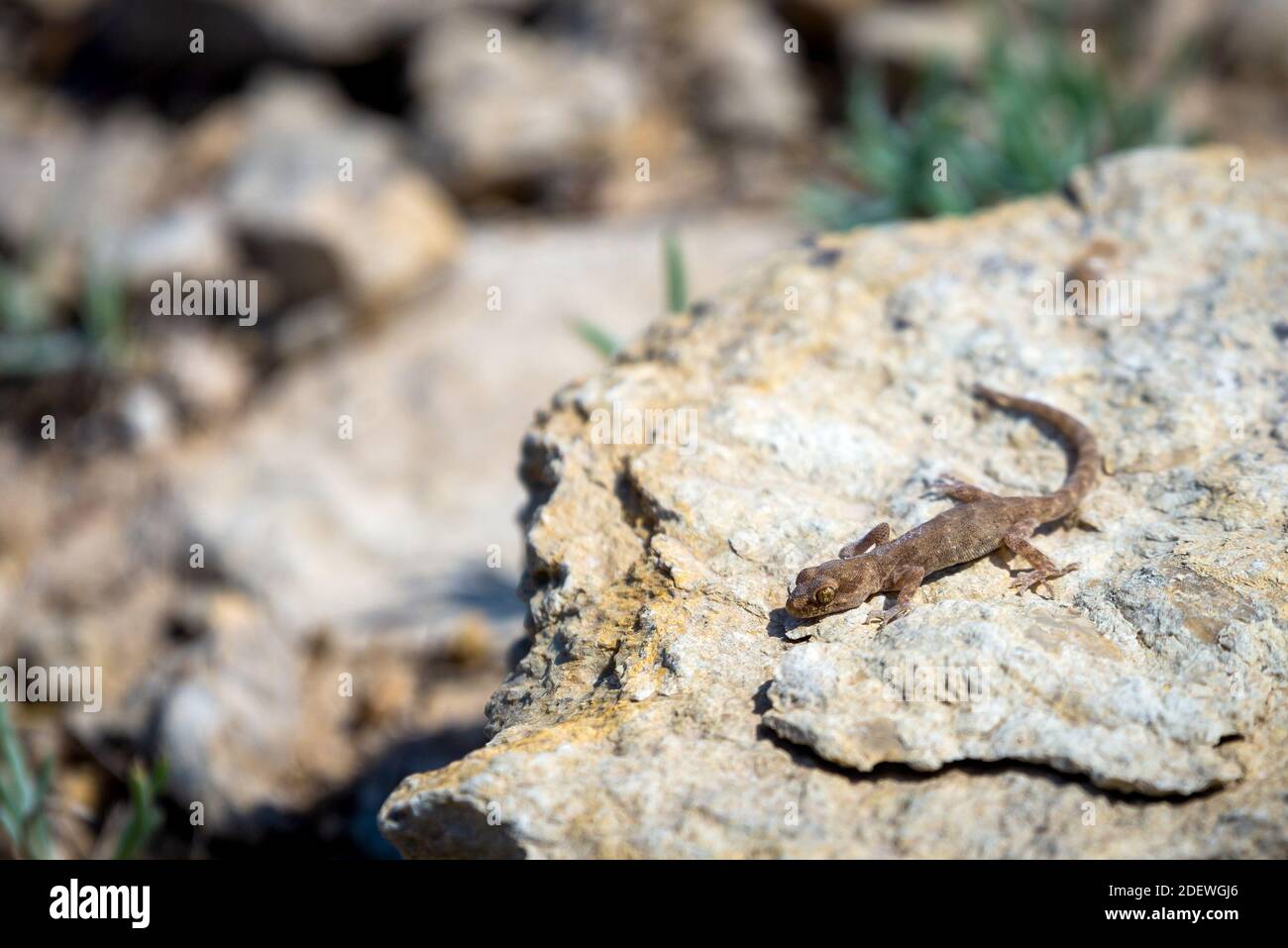 Even-fingered gecko genus Alcophyllex or squeaky gecko in wild nature ...