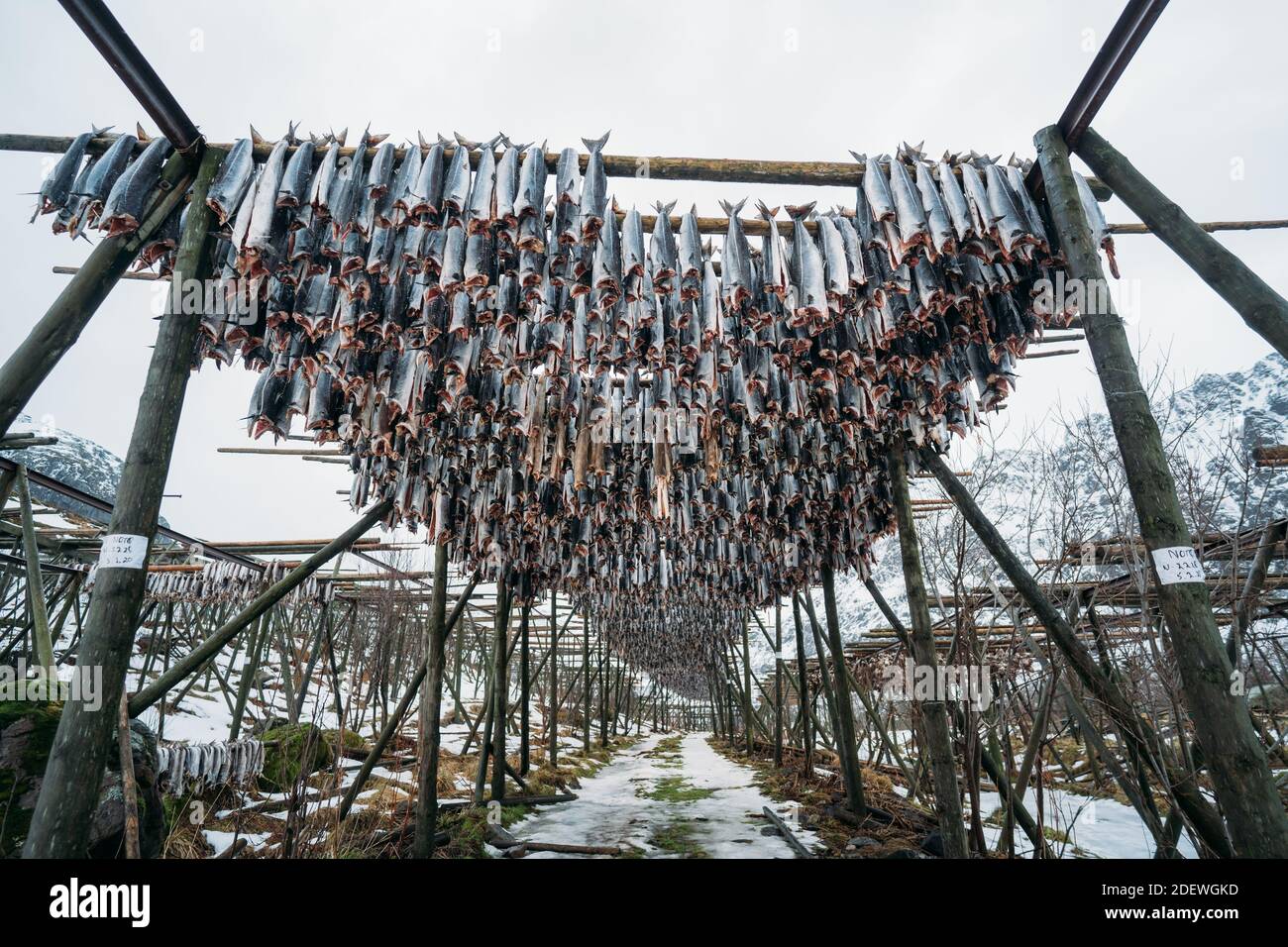 Racks full of dried codfish, Lofoten, Norway Stock Photo - Alamy