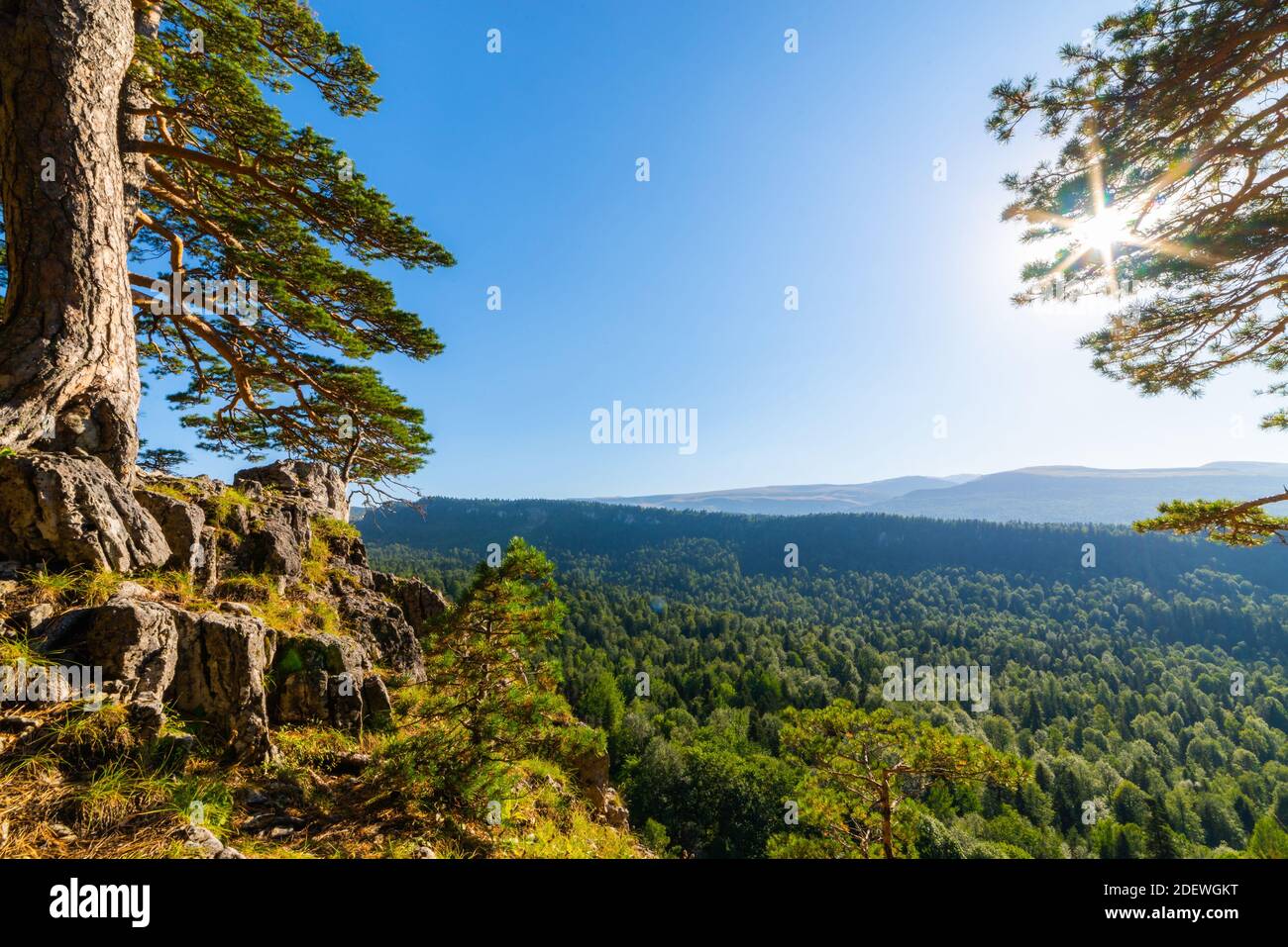 A relict pine tree grows on the edge of the mountain plateau in ...