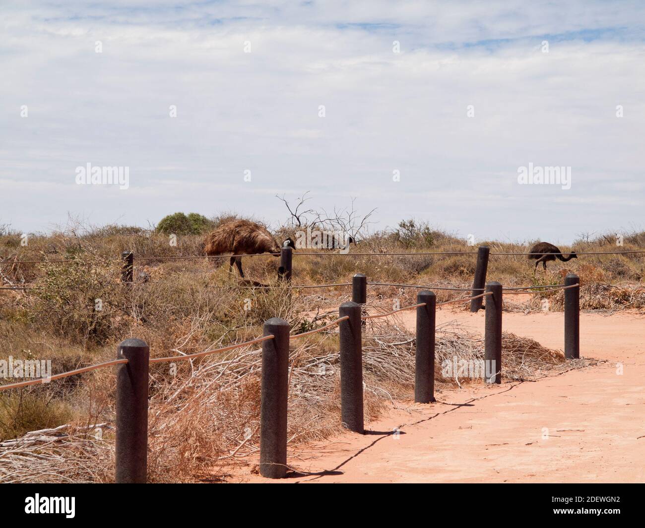 Adult emu chick hi-res stock photography and images - Alamy