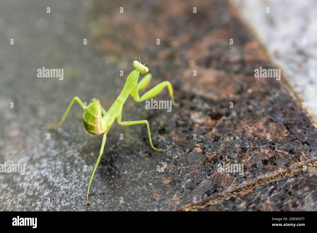 Green praying Mantis on a ground. Mantis Religiosa insect Stock Photo ...