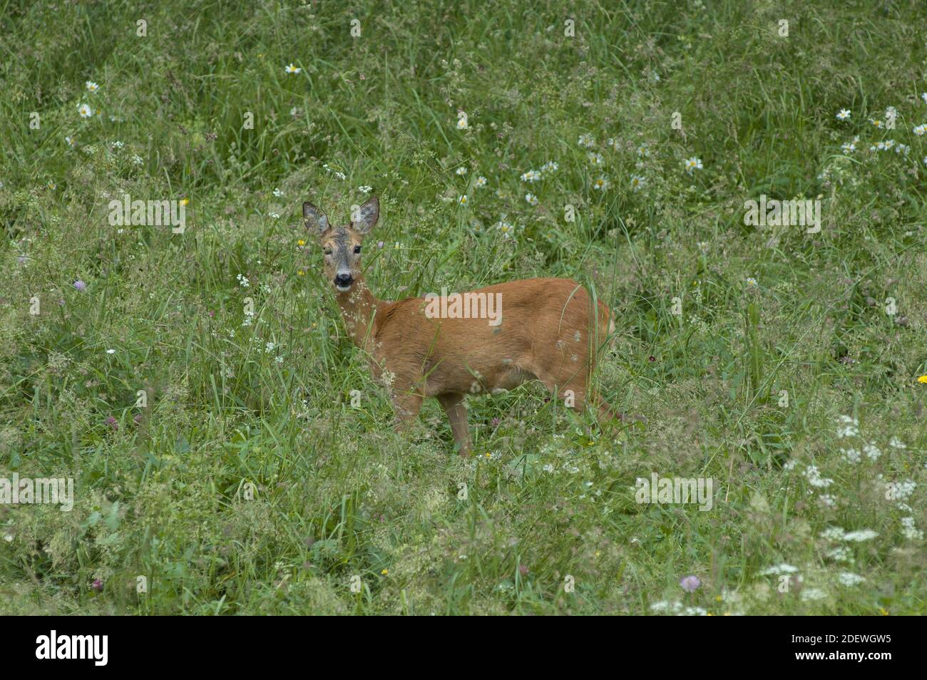 Siberian roe deer hi-res stock photography and images - Alamy