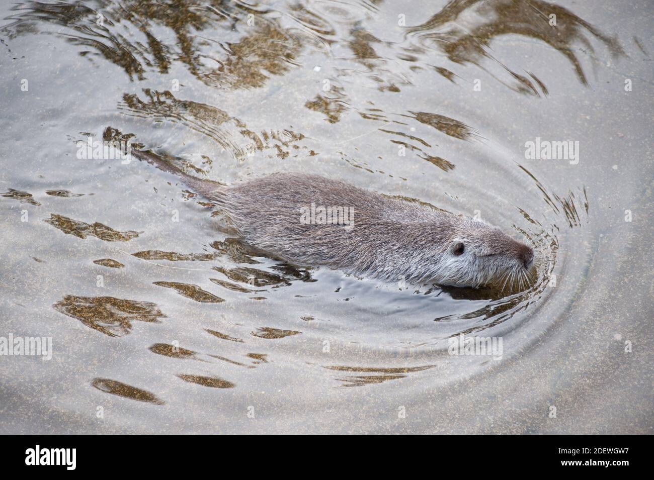 A high angle shot of nutria swimming in the water Stock Photo - Alamy