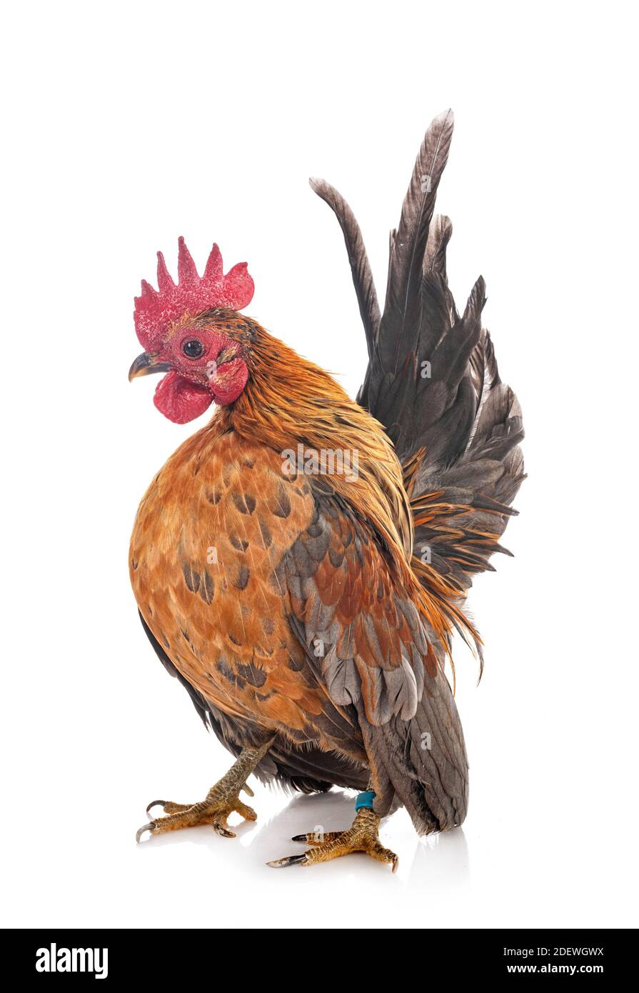 malaysian serama in front of white background Stock Photo - Alamy