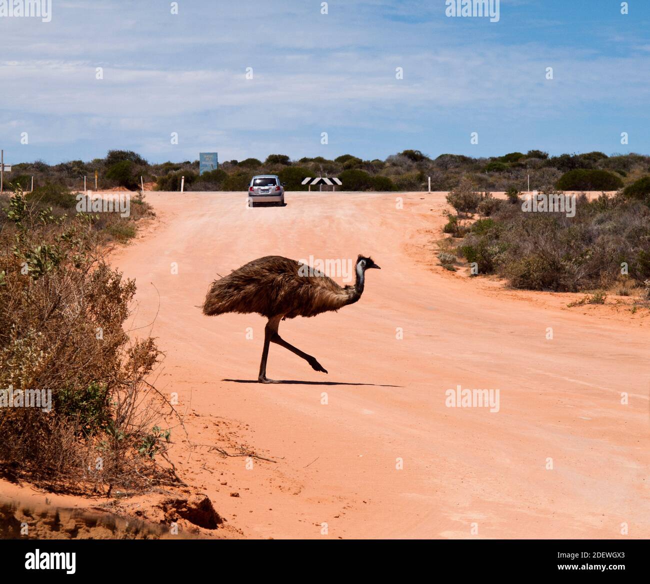 Emu, Little Lagoon, Shark Bay. Western Australia Stock Photo - Alamy
