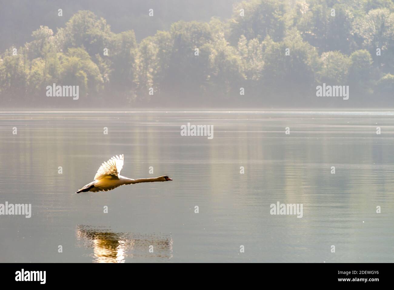 A view of a swan flying over the lake Stock Photo - Alamy