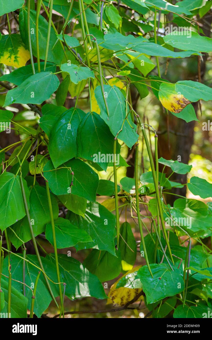 Catalpa bignonioides flowers, also known as southern catalpa, cigar ...