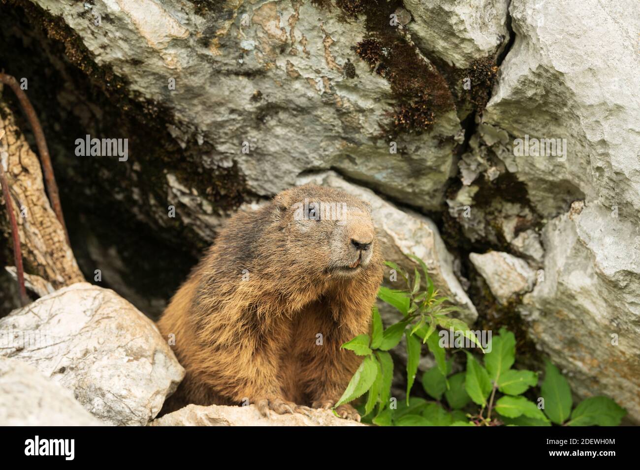 A closeup shot of gray marmot on its habitat Stock Photo - Alamy