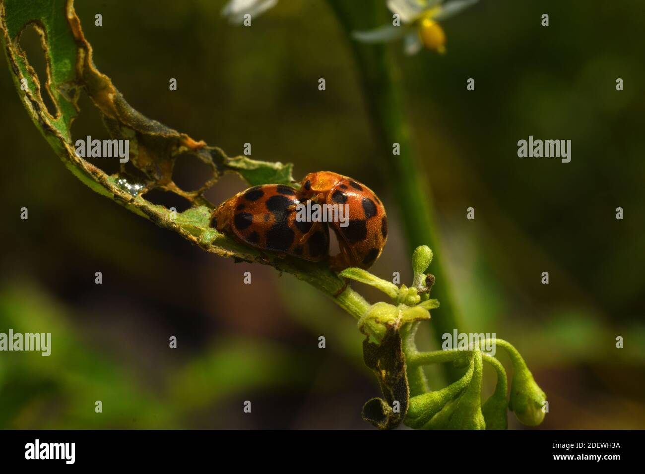 Ladybug mating on dring leaf hi-res stock photography and images - Alamy