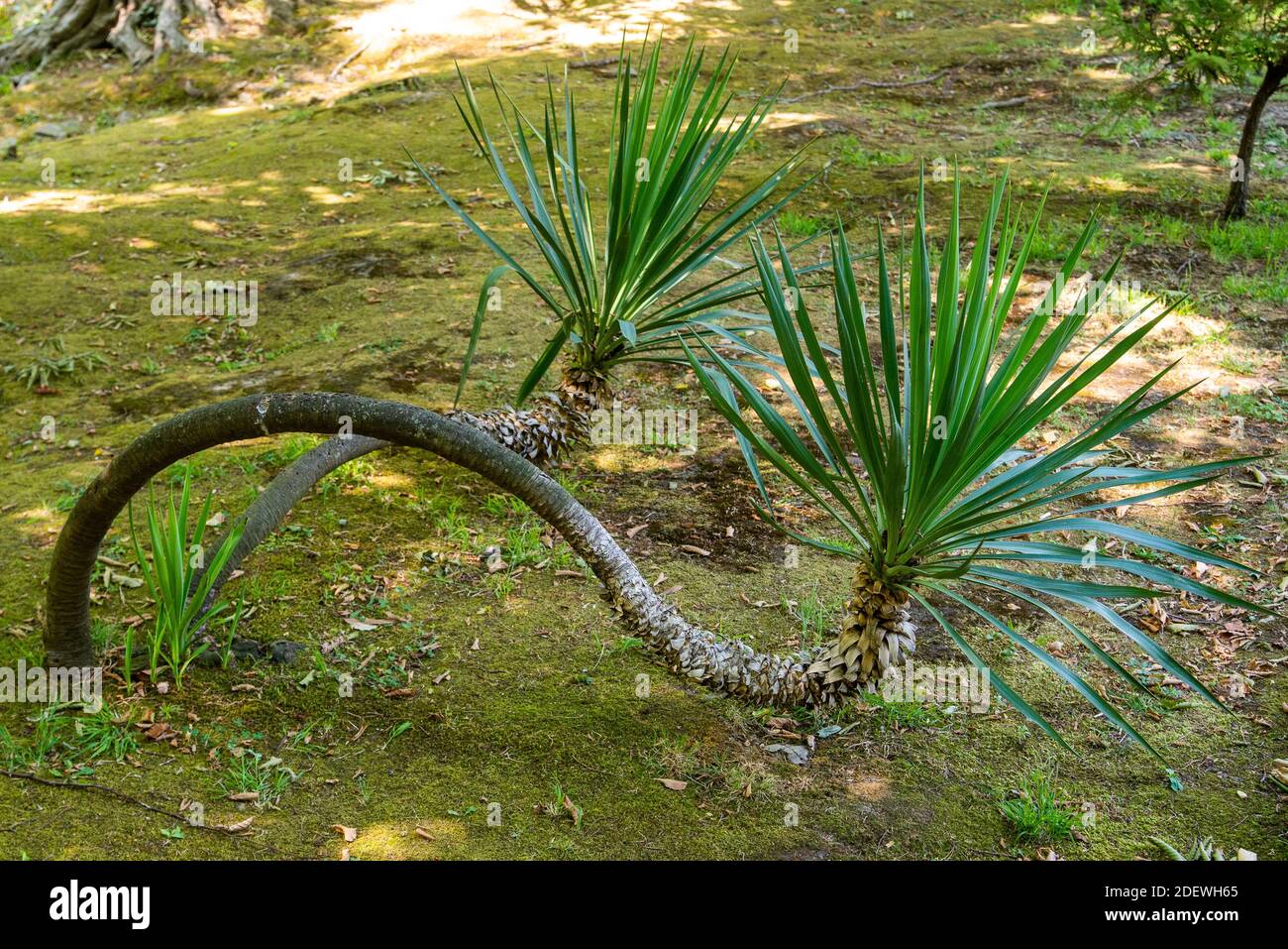 Yucca palm yucca elephantipes hi-res stock photography and images - Alamy