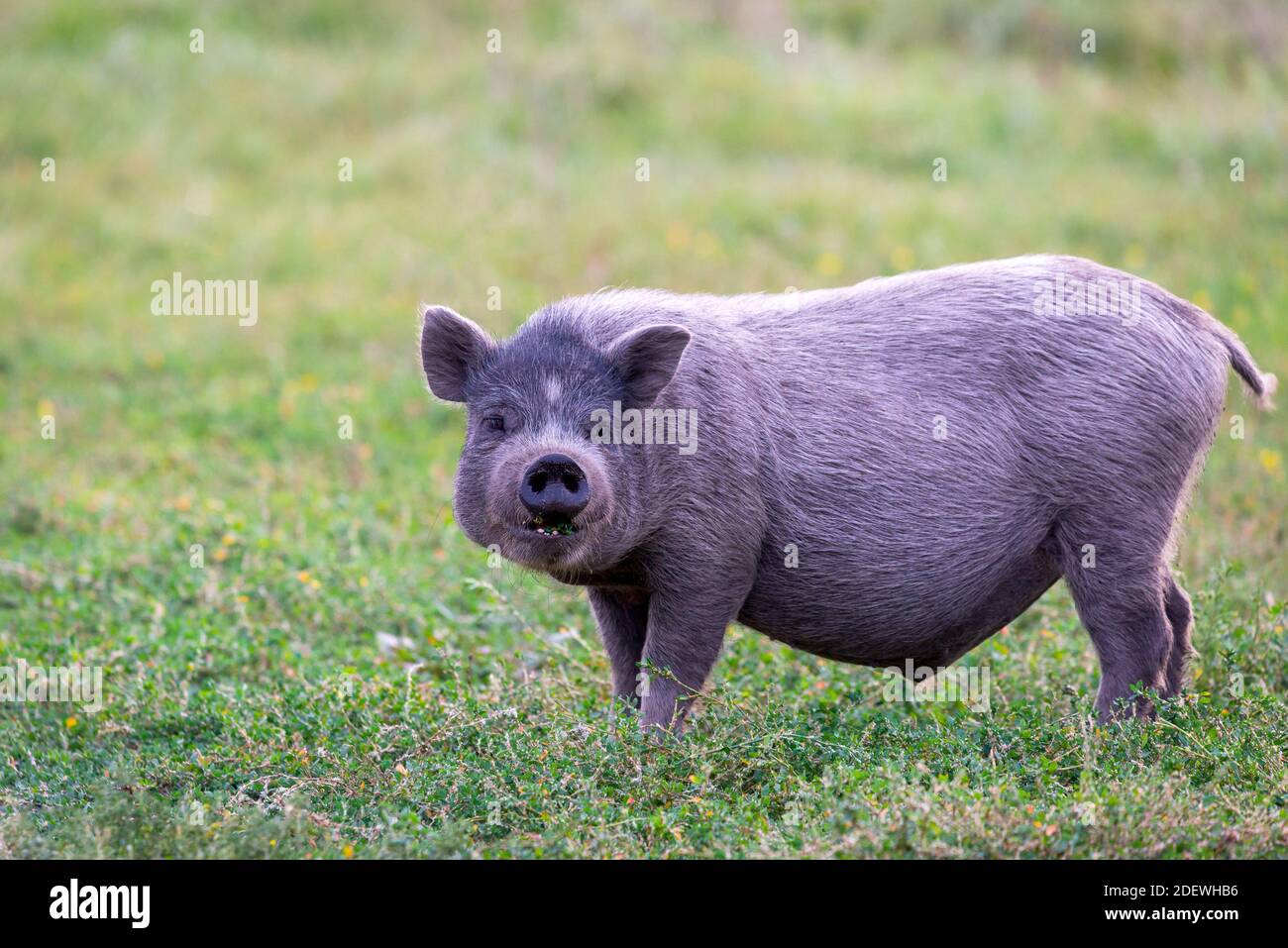 Small vietnamese pot bellied pig hi-res stock photography and images ...
