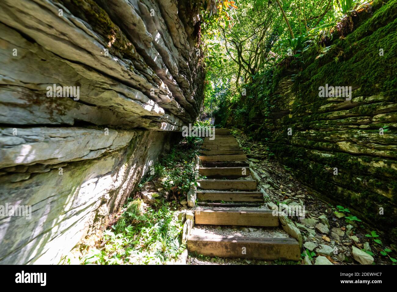 Stone stairs in mysterious forest. Walk path trail for hiking tours ...