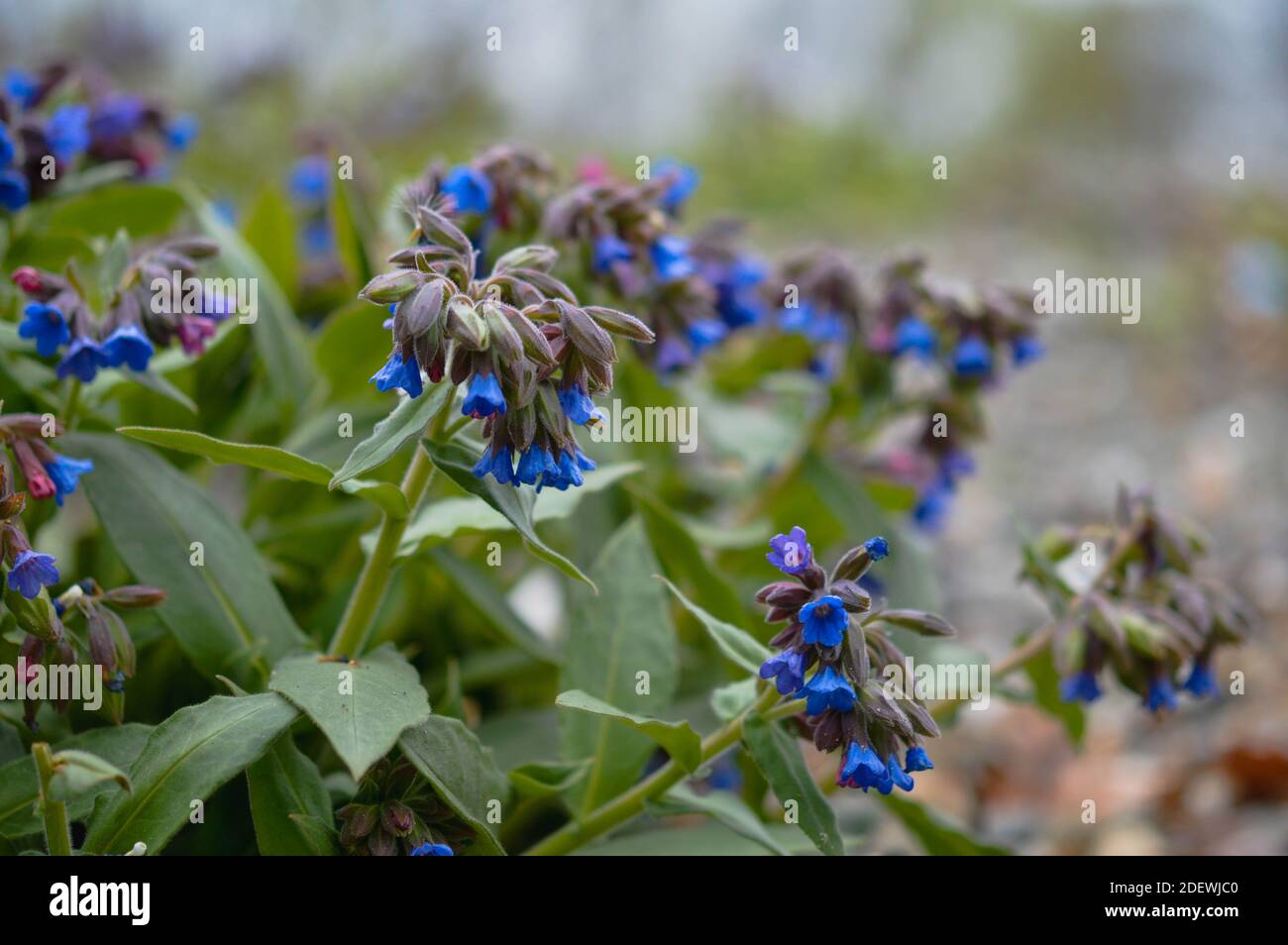 Pulmonaria mollis, lung wort flower, blue, purple and pink wildflowers ...
