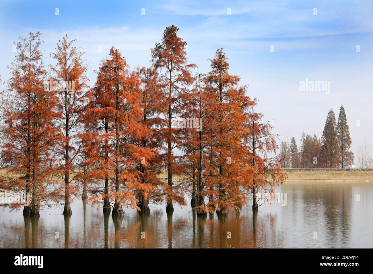 Zhima credit hi-res stock photography and images - Alamy