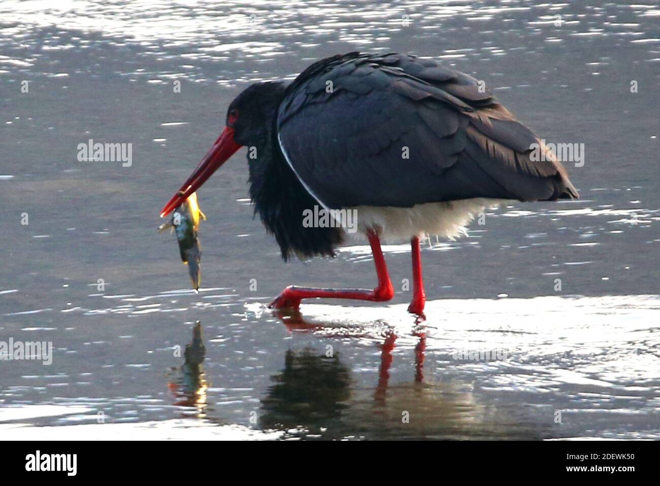 Beijing, China. 01st Dec, 2020. The first class national protected wild ...