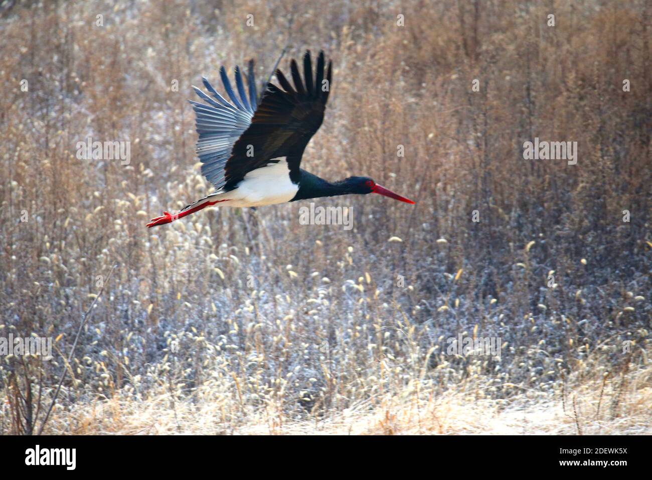 Beijing, China. 01st Dec, 2020. The first class national protected wild ...