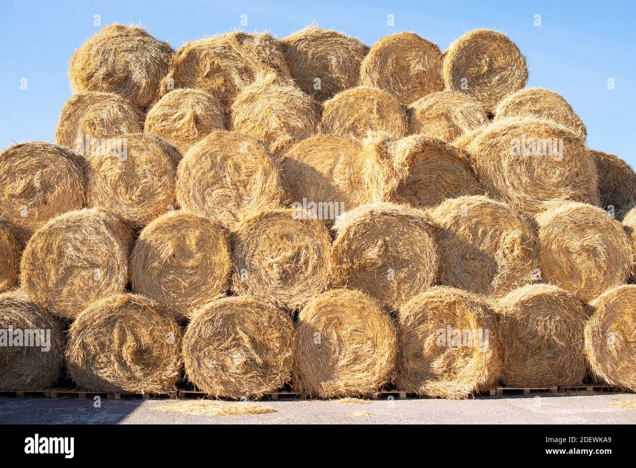 round stacks of dry grass hay stacked for storage Stock Photo - Alamy