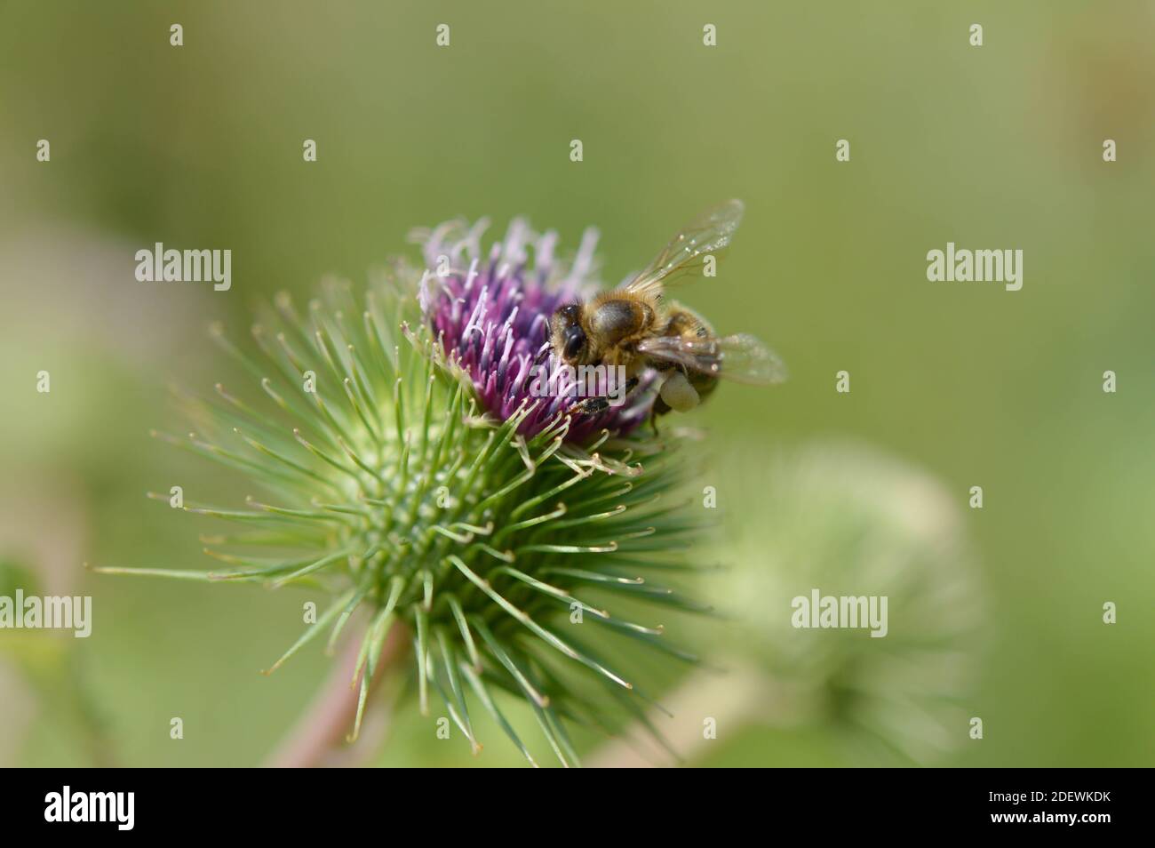 Thistle flower with a bee, spiky purple wildflower, bee gathering ...