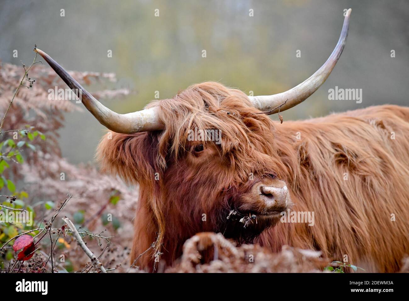 A bull with bangs in the forest during the daytime Stock Photo - Alamy